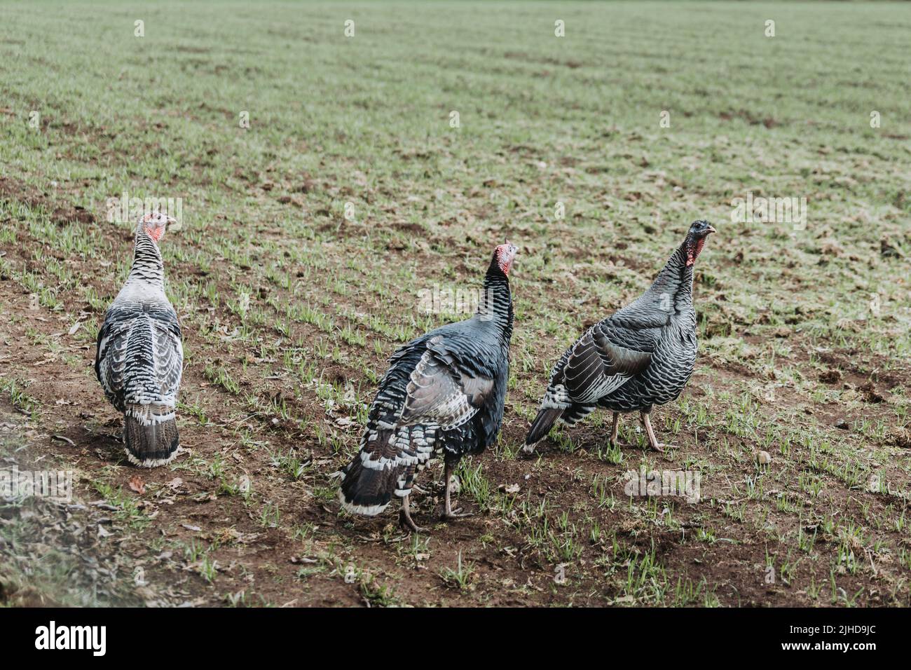 chilean female domestic turkeys walking in the field Stock Photo - Alamy