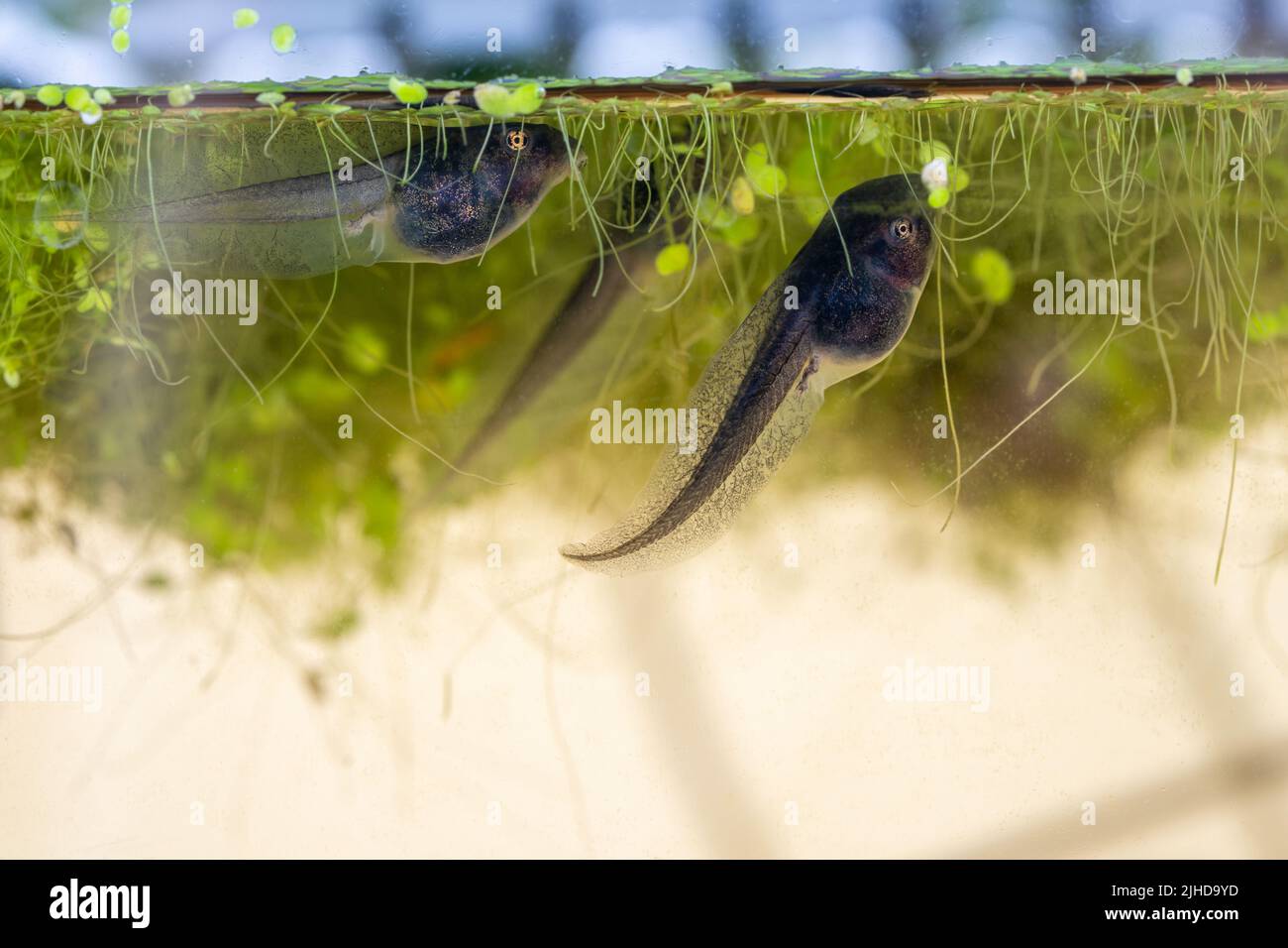 Issaquah, WA, USA. Pacific Tree Frog tadpoles with no legs eating ...