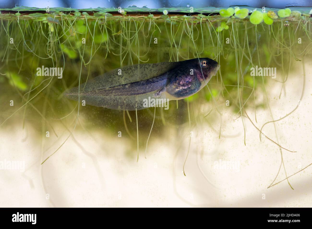 Issaquah, WA, USA. Pacific Tree Frog tadpole with no legs eating ...