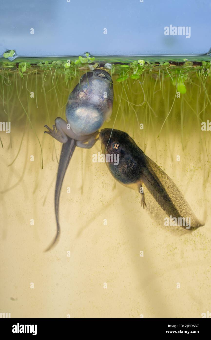 Issaquah, WA, USA. Pacific Tree Frog tadpoles with hind legs eating ...