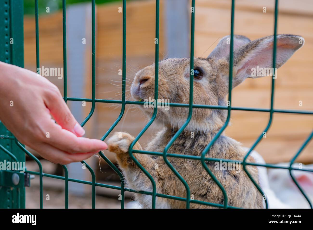 big gray rabbit eats grass through the grate Stock Photo - Alamy