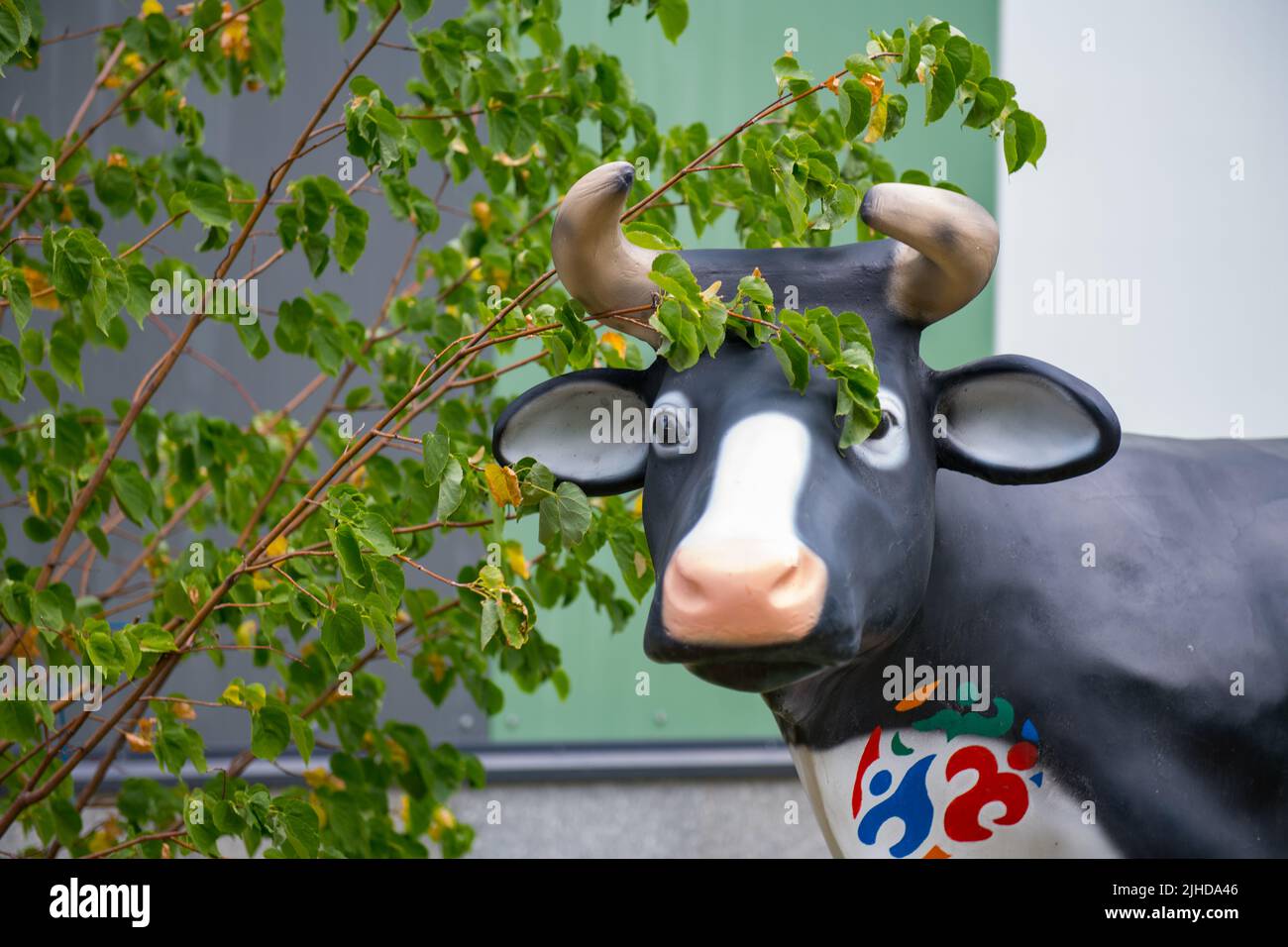 Multi colored cow hi-res stock photography and images - Alamy