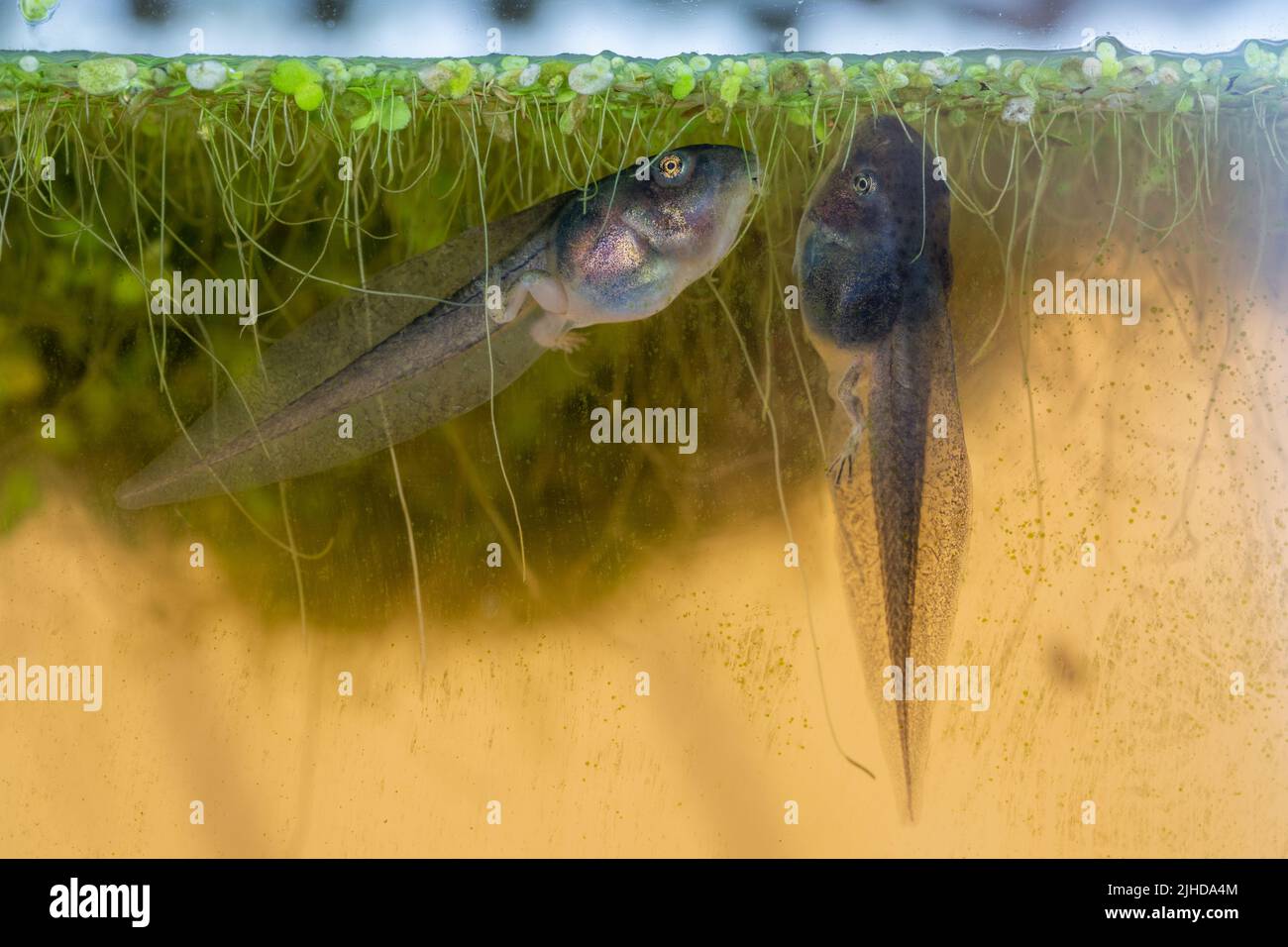 Issaquah, WA, USA. Pacific Tree Frog tadpoles with hind legs eating ...