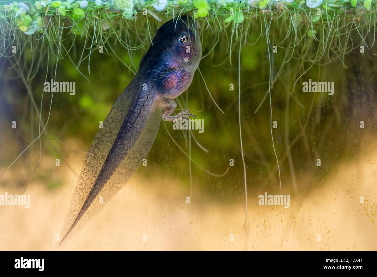 Issaquah, WA, USA. Pacific Tree Frog tadpole with hind legs eating ...