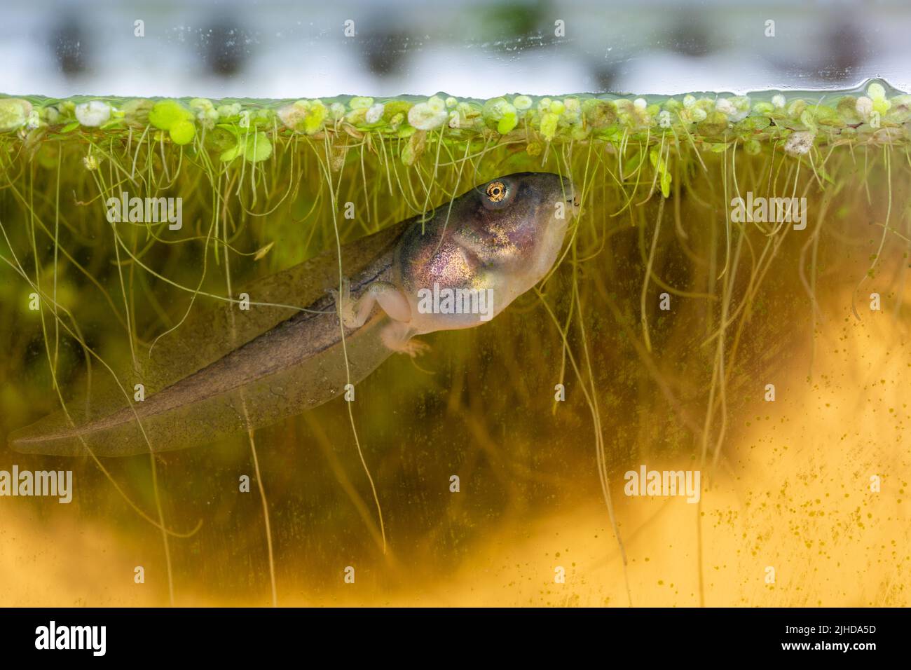 Pacific tree frog tadpole hi-res stock photography and images - Alamy