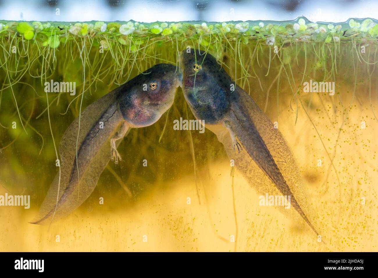 Issaquah, WA, USA. Pacific Tree Frog tadpoles with hind legs eating ...