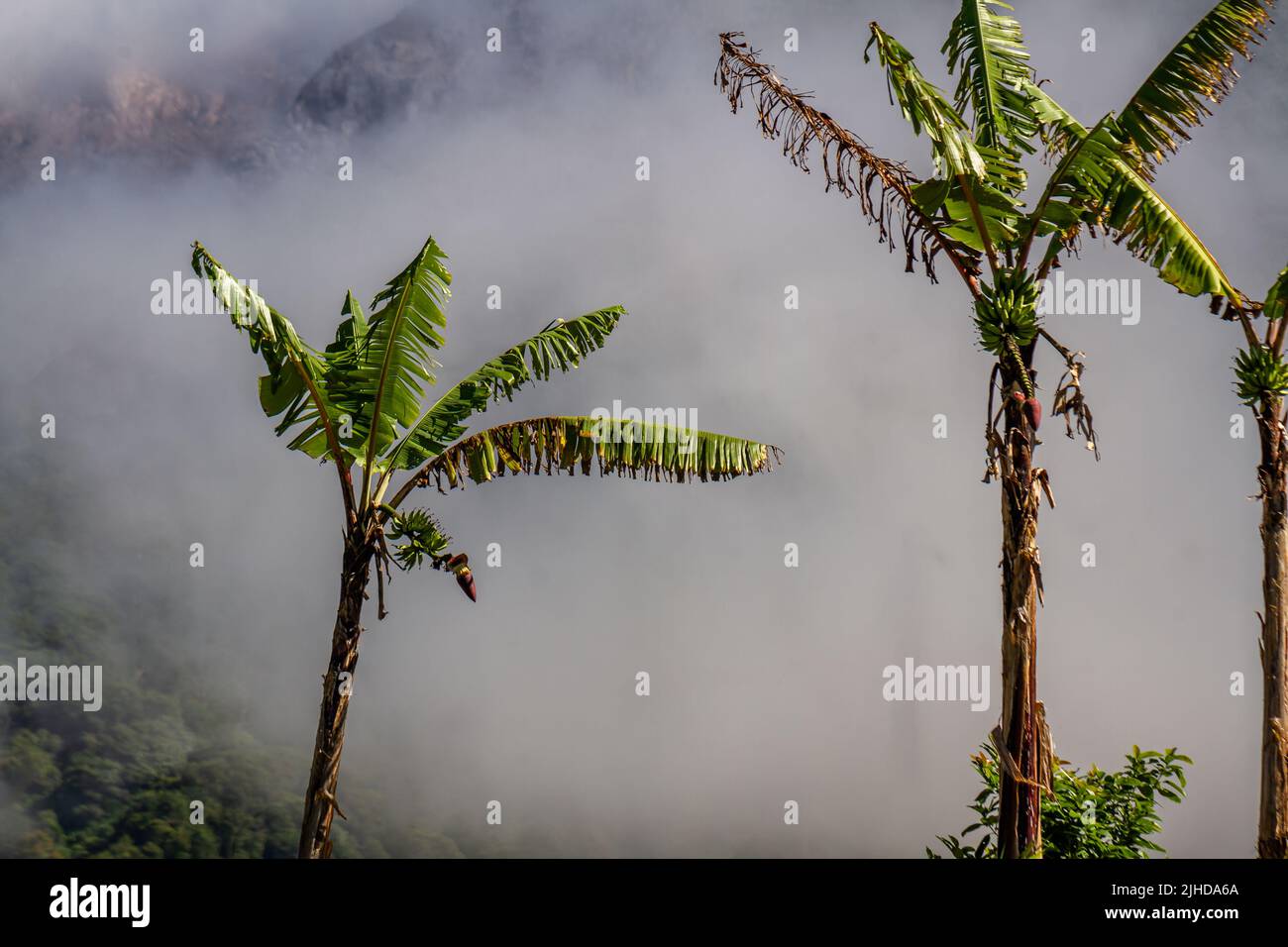 Harsh climate plants hi-res stock photography and images - Alamy