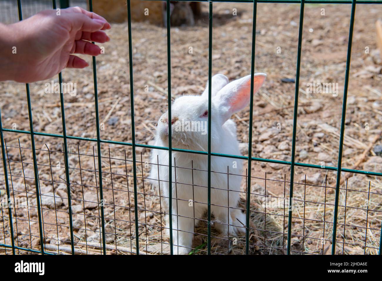 grass fed white rabbit in a cage Stock Photo - Alamy