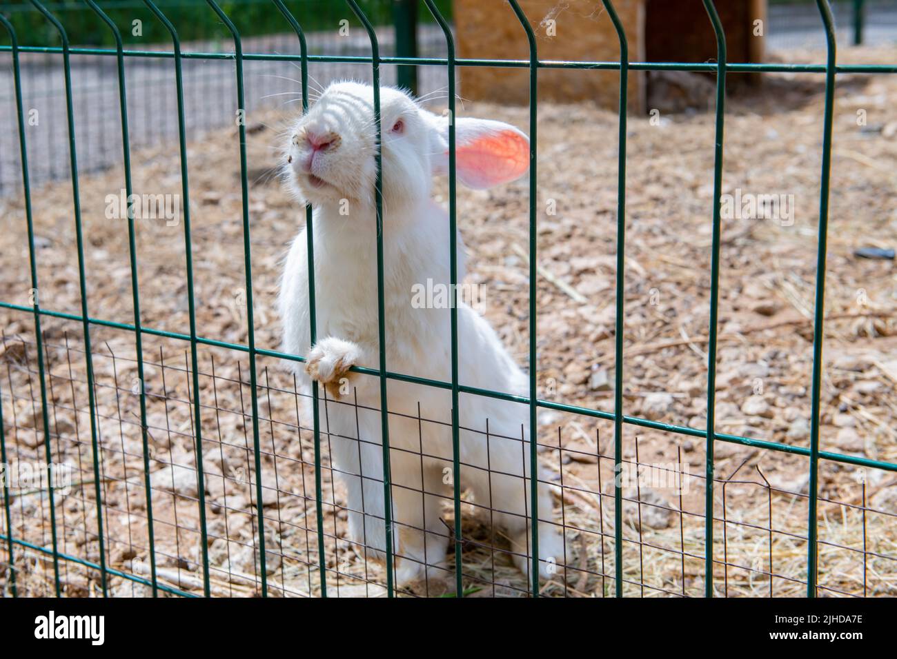 the muzzle of a white rabbit sticks out between the bars Stock Photo ...