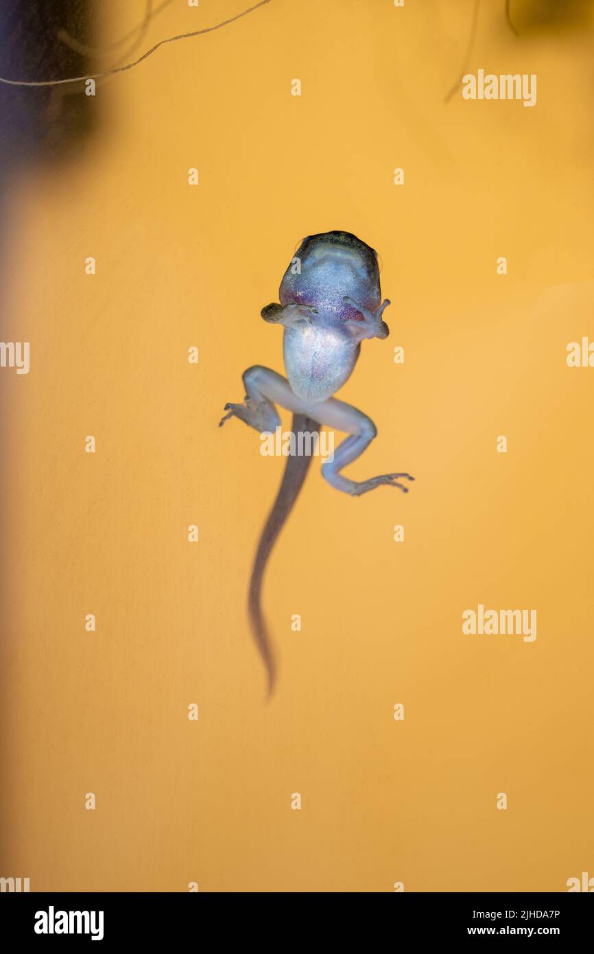 Issaquah, WA, USA. Pacific Tree Frog froglet with four legs, still ...