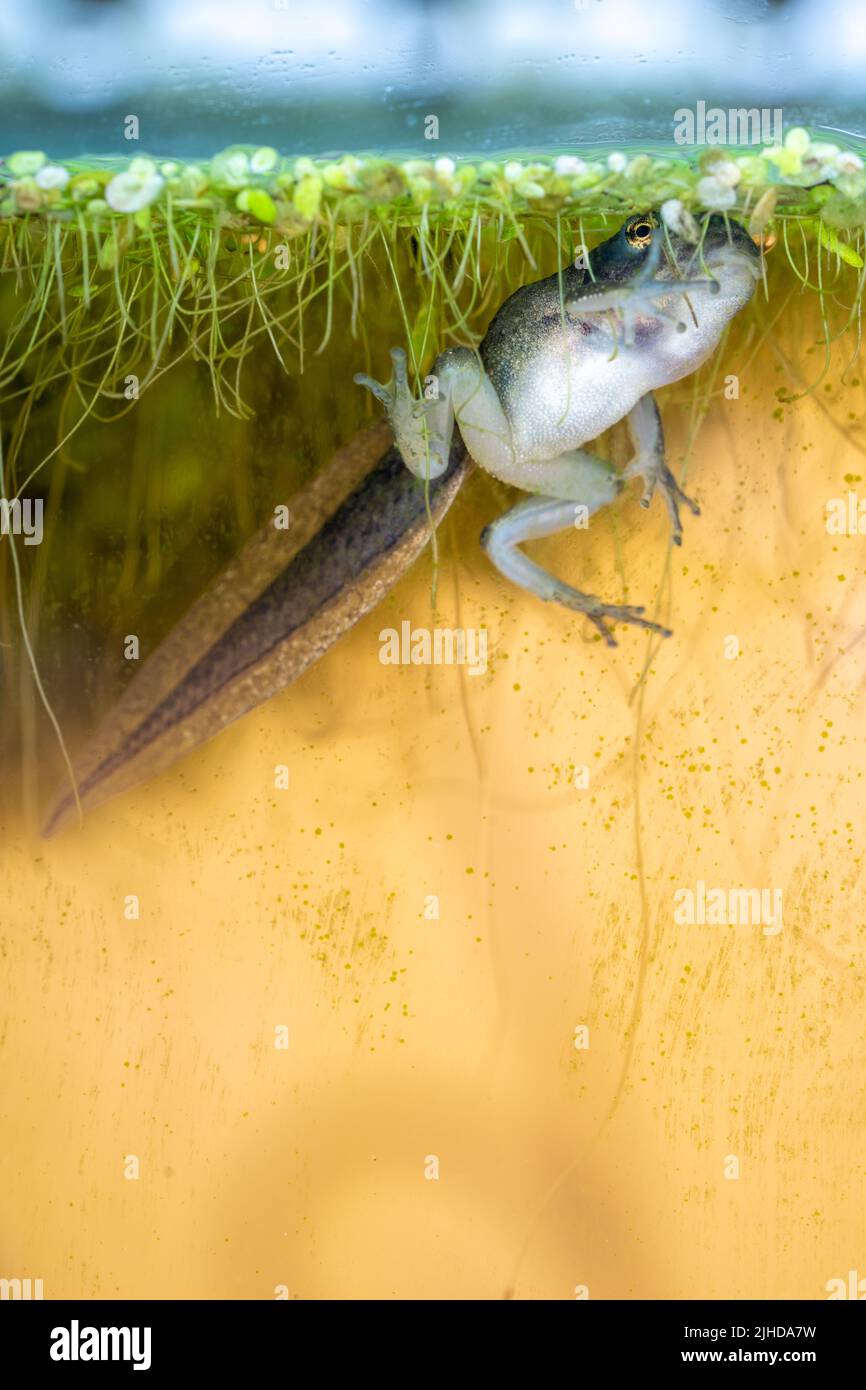 Issaquah, WA, USA. Pacific Tree Frog froglet with four legs, still ...