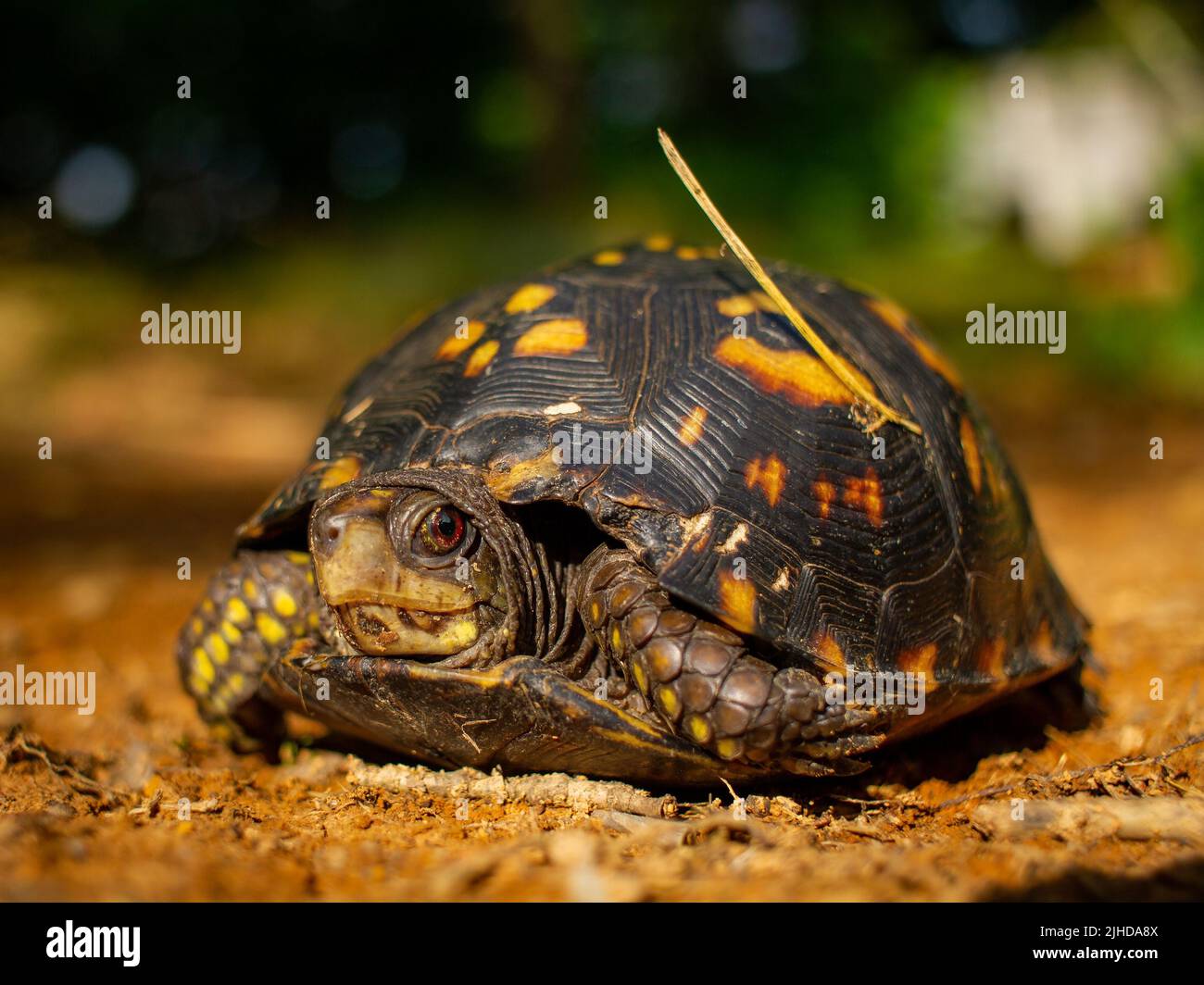 Tennessee fauna hi-res stock photography and images - Alamy