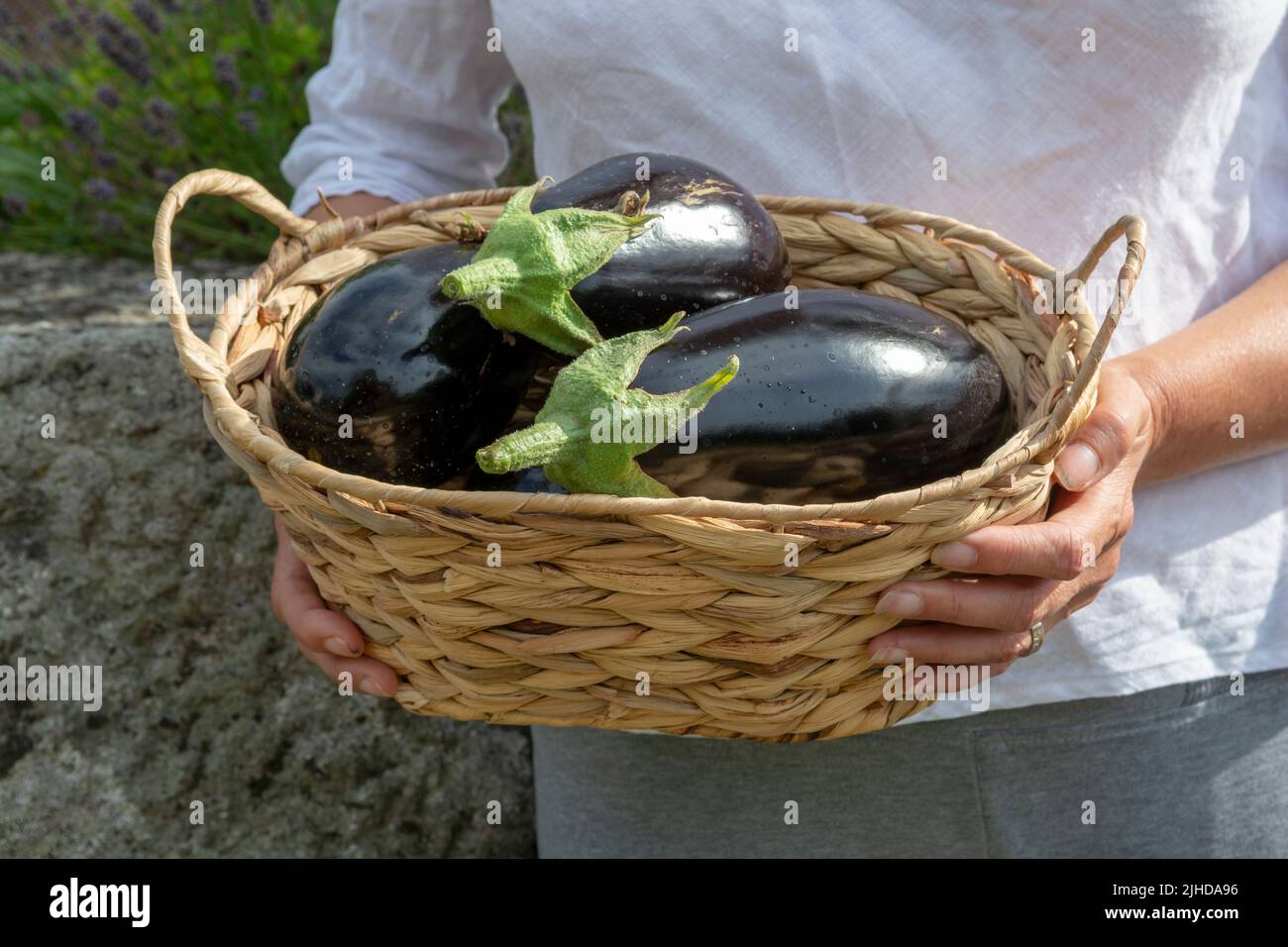 Hand holding eggplant hi-res stock photography and images - Alamy