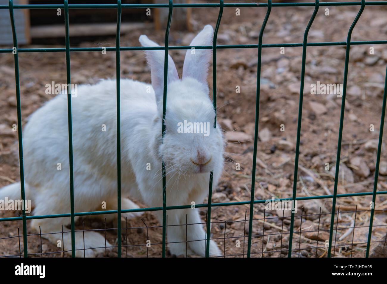 Rabbit muzzle hi-res stock photography and images - Alamy
