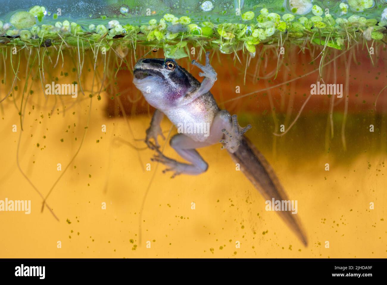 Issaquah, WA, USA. Pacific Tree Frog froglet, still needing to absorb ...