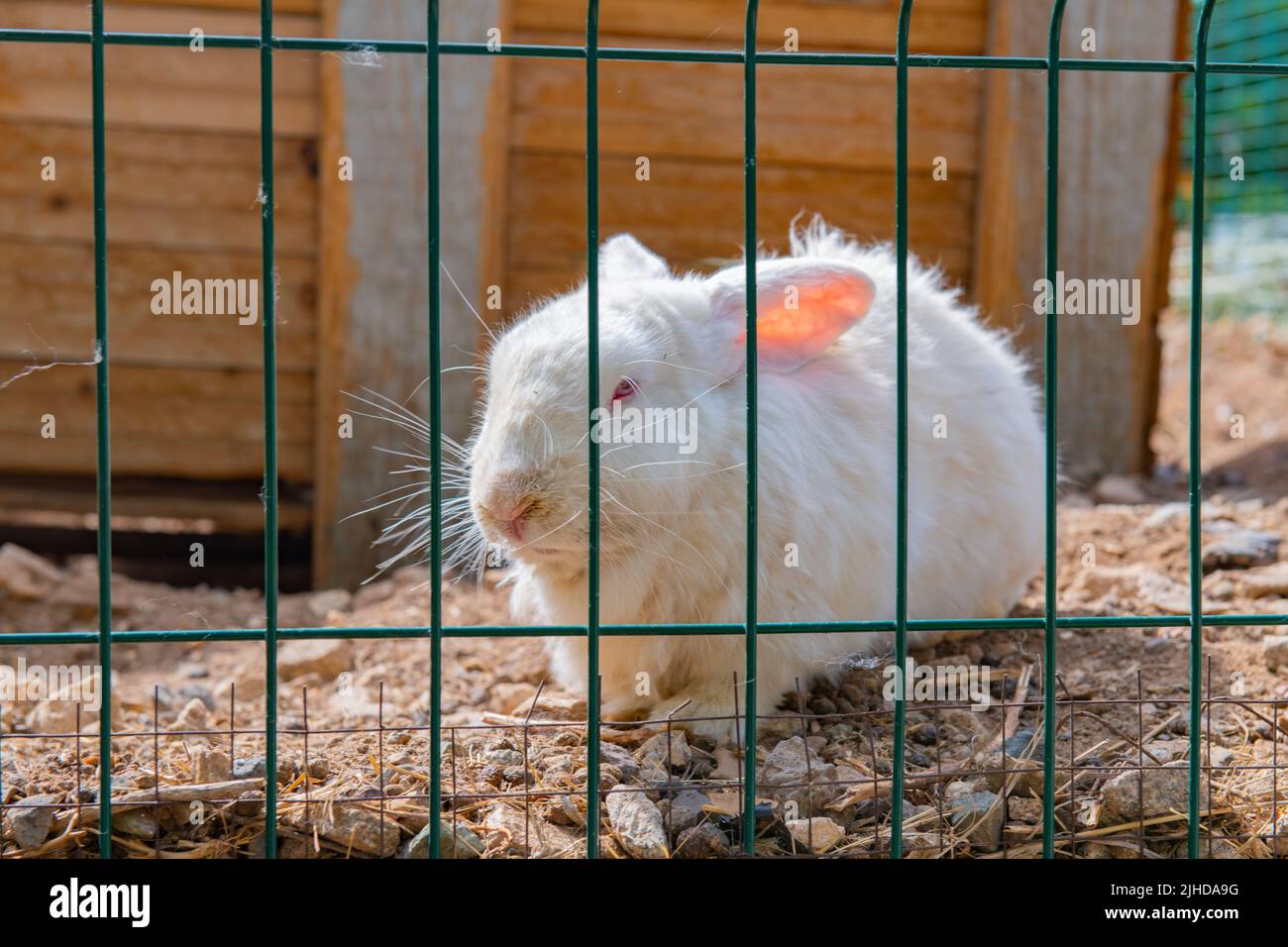 adult white rabbit eats grass through the bars Stock Photo - Alamy