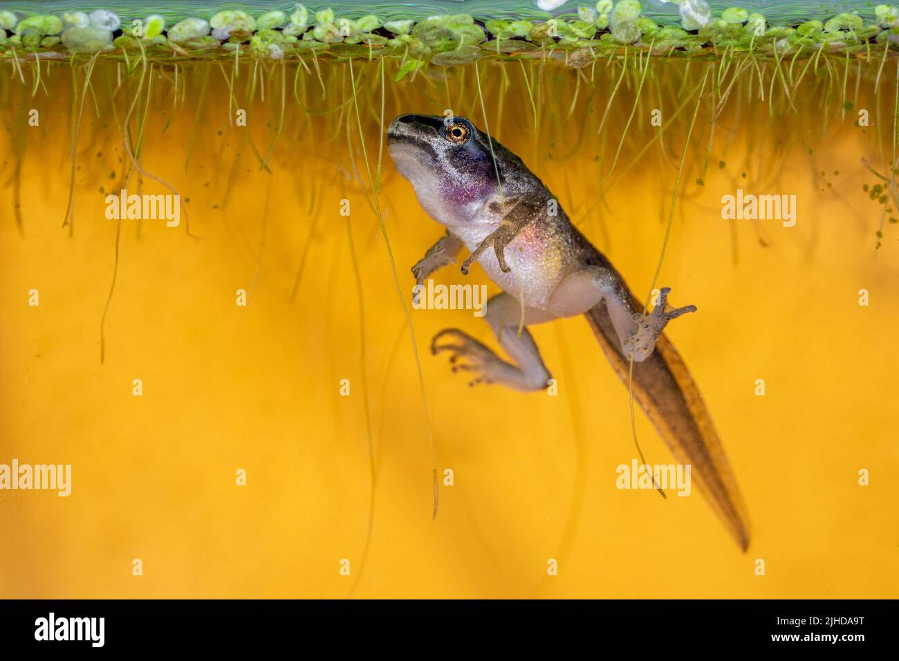 Issaquah, WA, USA. Pacific Tree Frog froglet, still needing to absorb ...