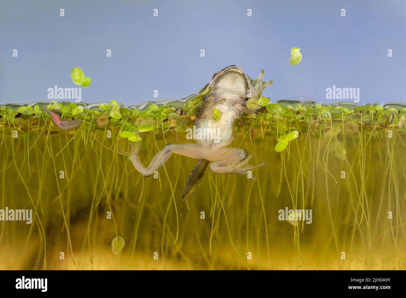 Top view frog hi-res stock photography and images - Alamy