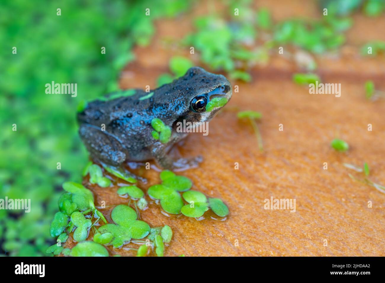 Issaquah, Washington, USA. Pacific Tree Frog froglet resting on a board ...