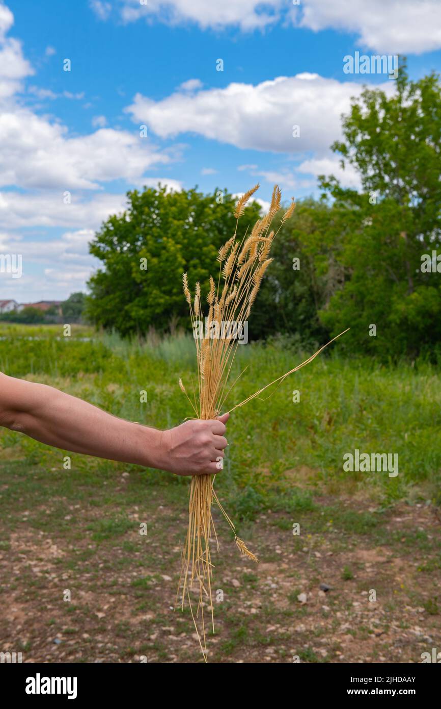 a bunch of wheat holds in his hand on the background of nature Stock ...