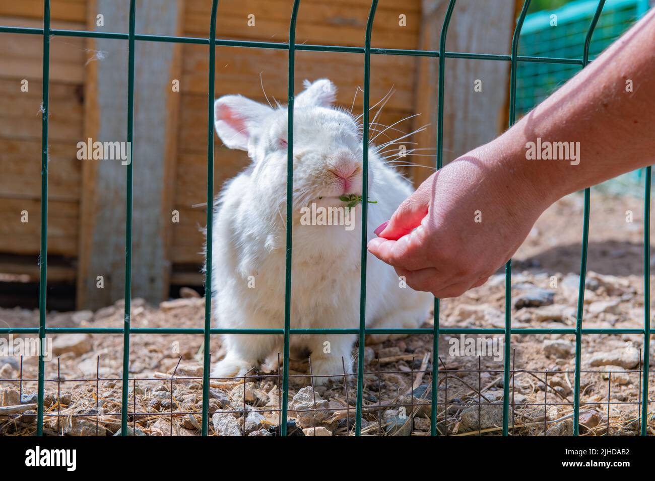 grass fed white rabbit in a cage Stock Photo - Alamy