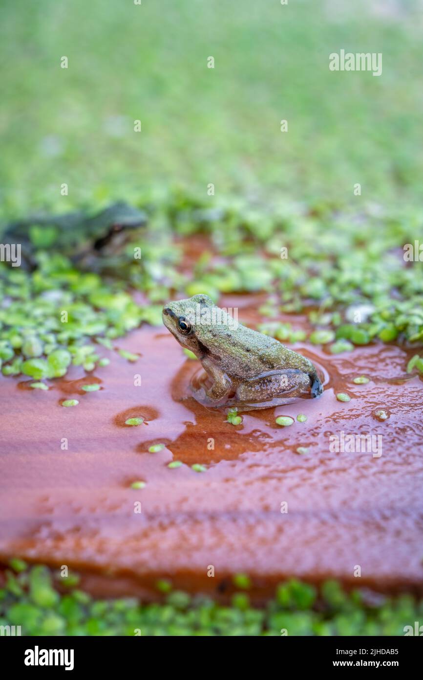 Resting on duckweed hi-res stock photography and images - Alamy