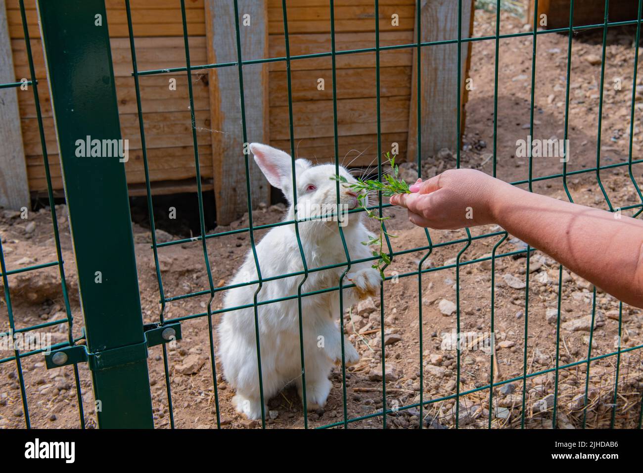 grass fed white rabbit in a cage Stock Photo - Alamy