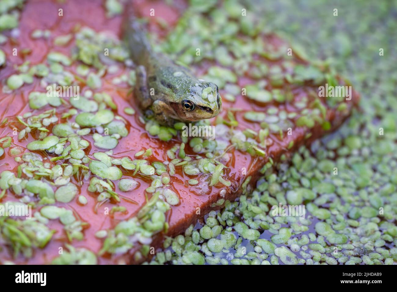Issaquah, Washington, USA. Pacific Tree Frog froglet resting on a board ...