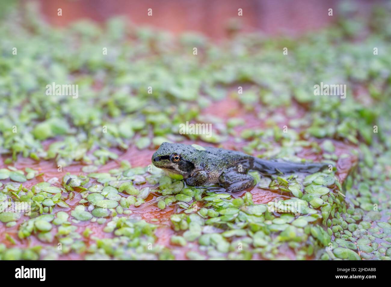 Young wood frog tail hi-res stock photography and images - Alamy