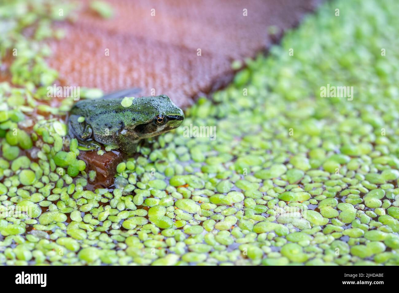 Issaquah, Washington, USA. Pacific Tree Frog froglets resting on a ...