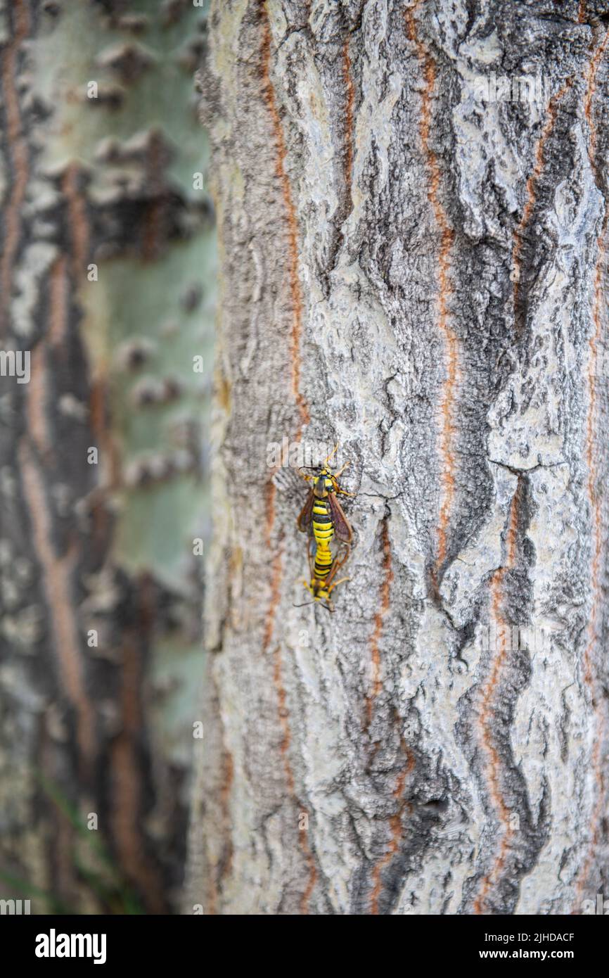 two wasps sit on a tree trunk Stock Photo - Alamy