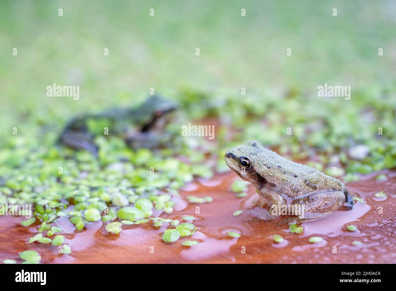 Issaquah, Washington, USA. Pacific Tree Frog froglets resting on a ...