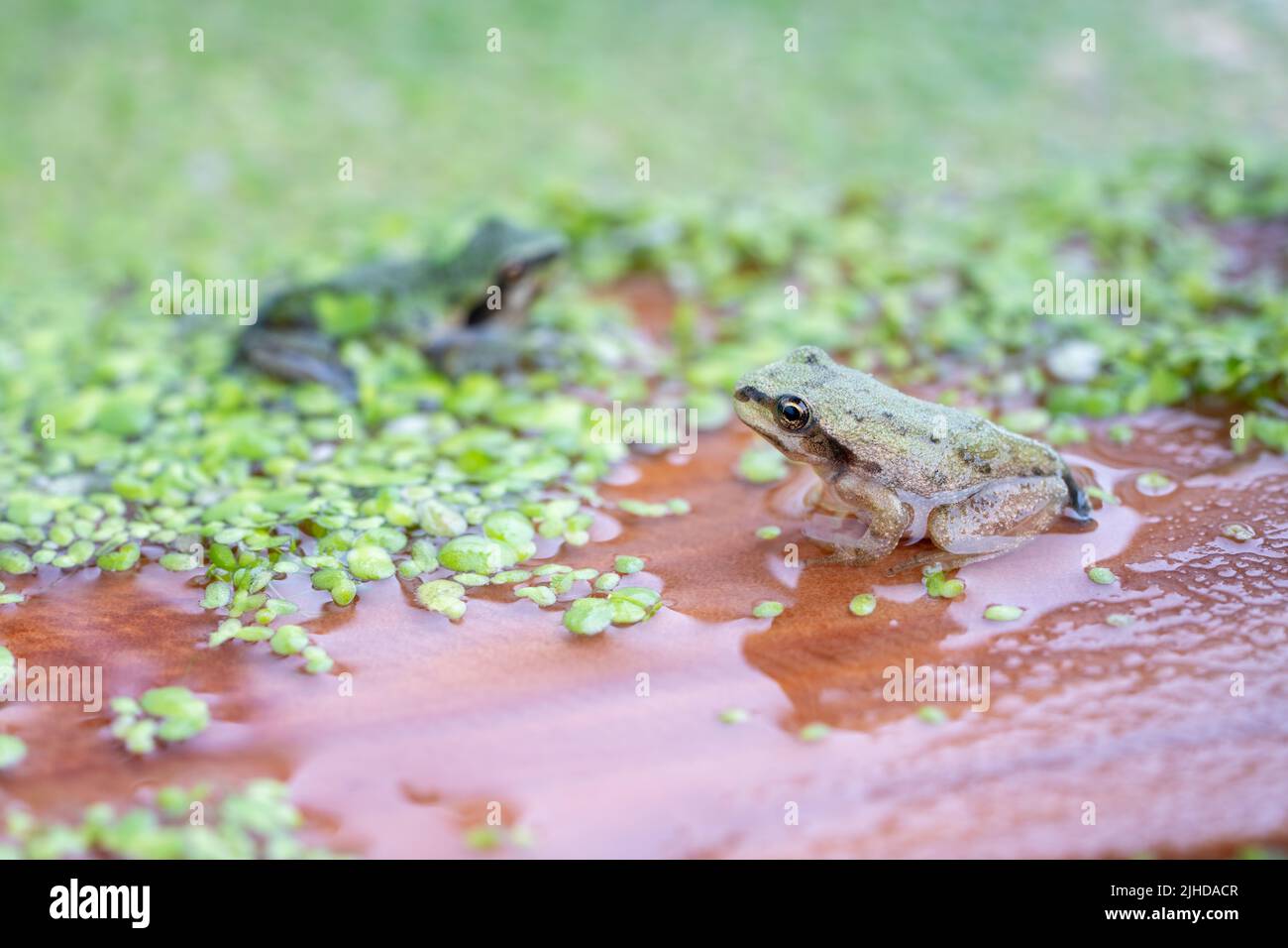 Issaquah, Washington, USA. Pacific Tree Frog froglets resting on a ...