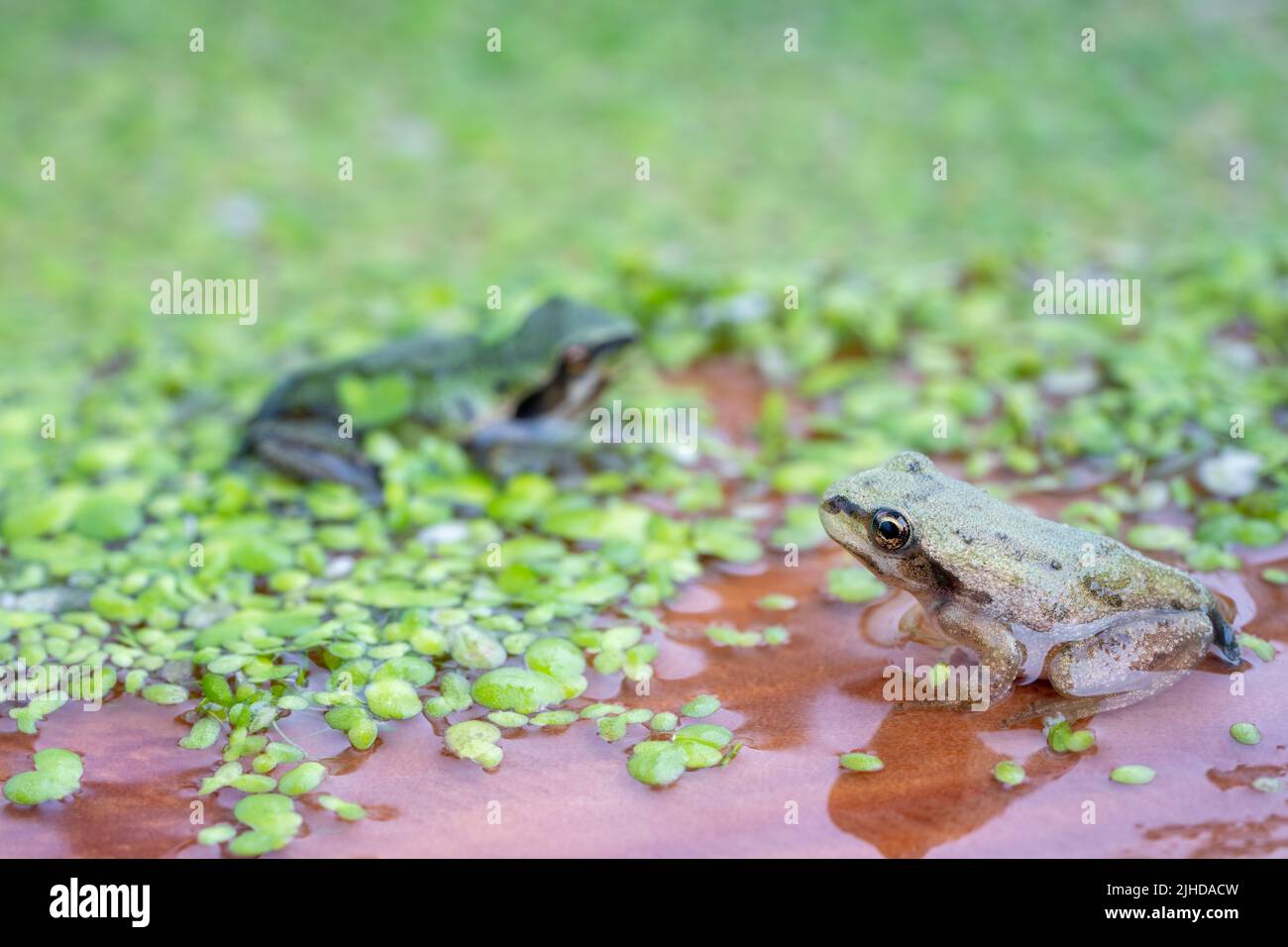 Issaquah, Washington, USA. Pacific Tree Frog froglets resting on a ...