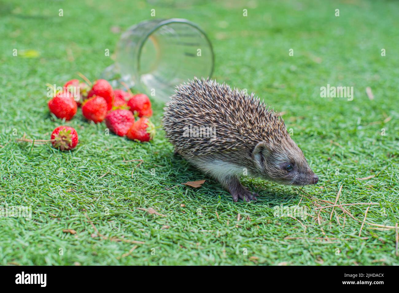 Hedgehog lobster hi-res stock photography and images - Alamy