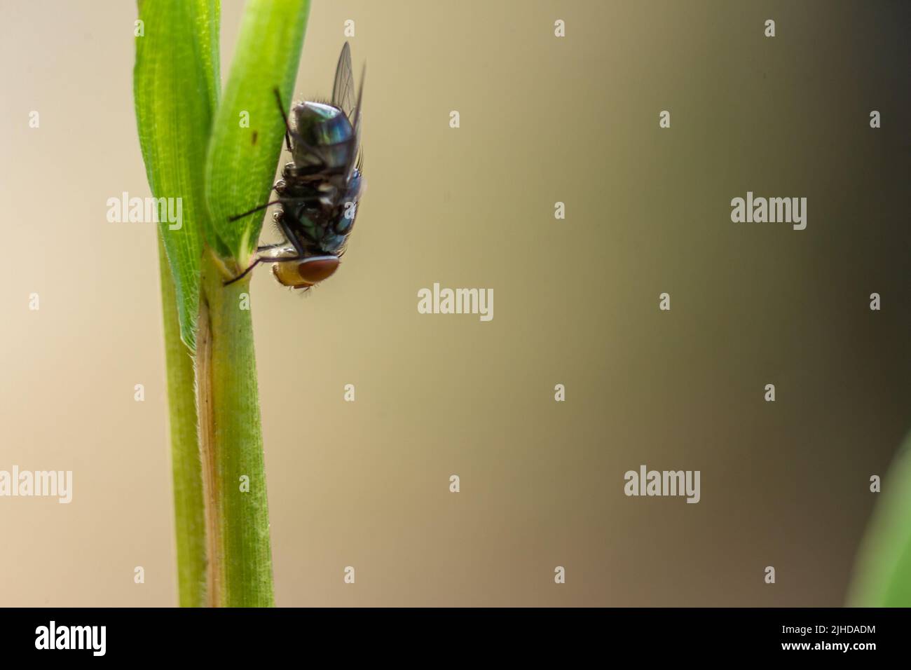 Outdoor insect hi-res stock photography and images - Alamy