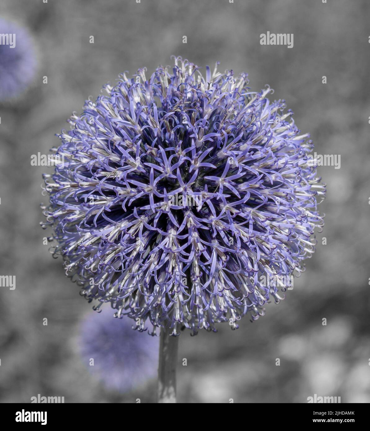 Echinops flowering in the garden in the summer. Blue spherical flower ...