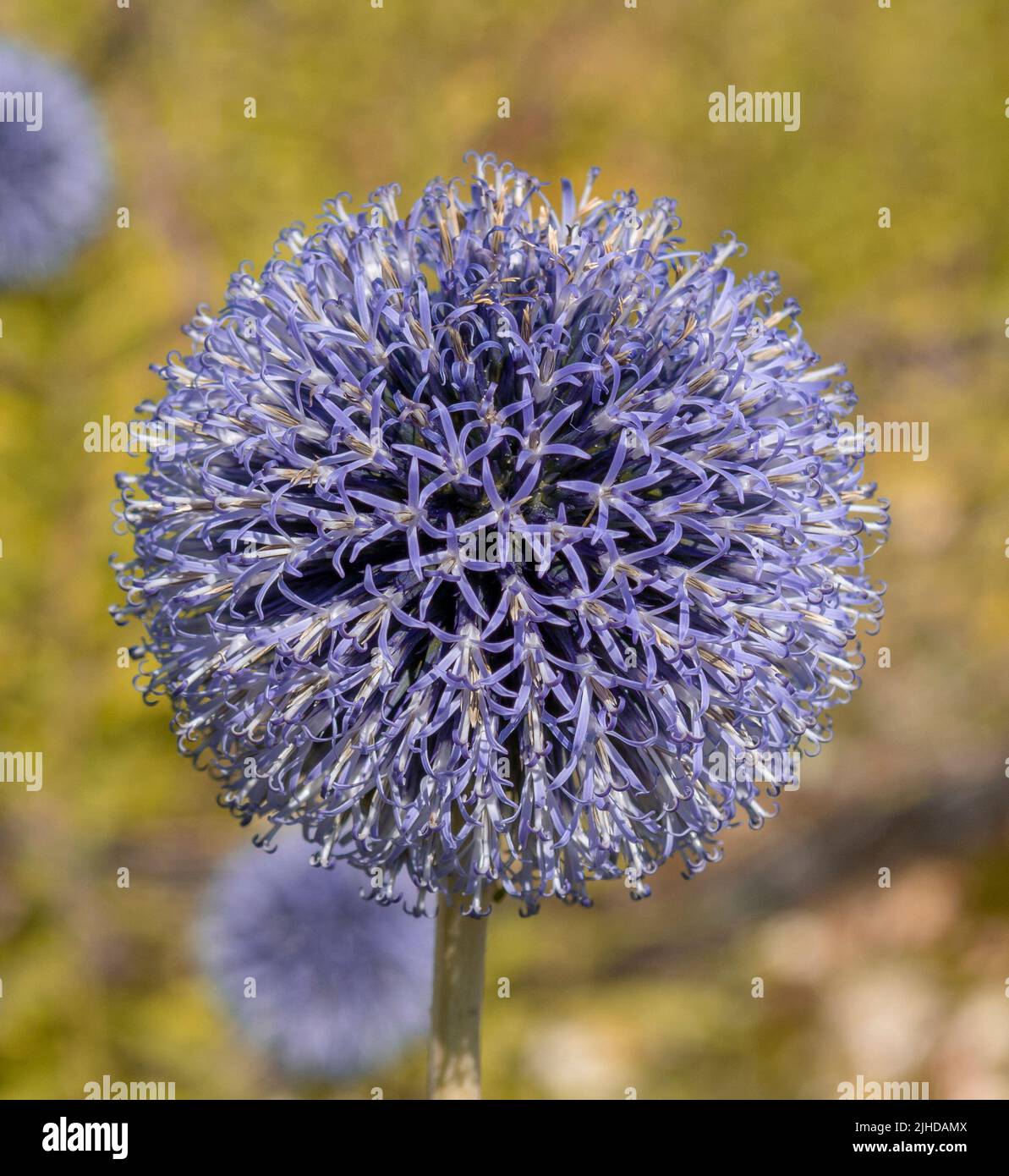 Echinops flowering in the garden in the summer. Blue spherical flower ...