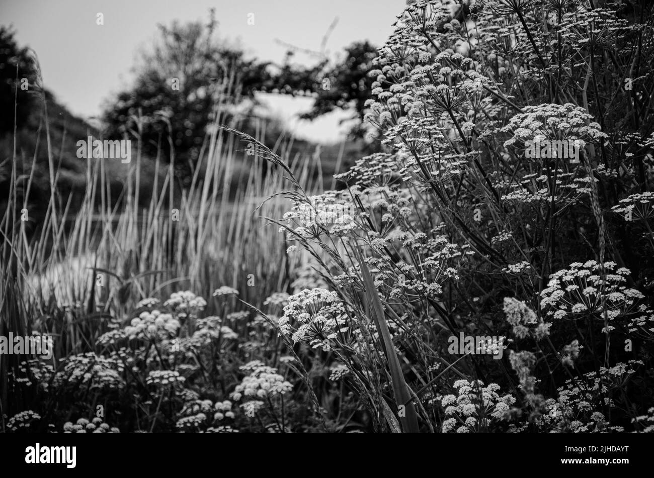 Natural green background selective focus Black and White Stock Photos ...