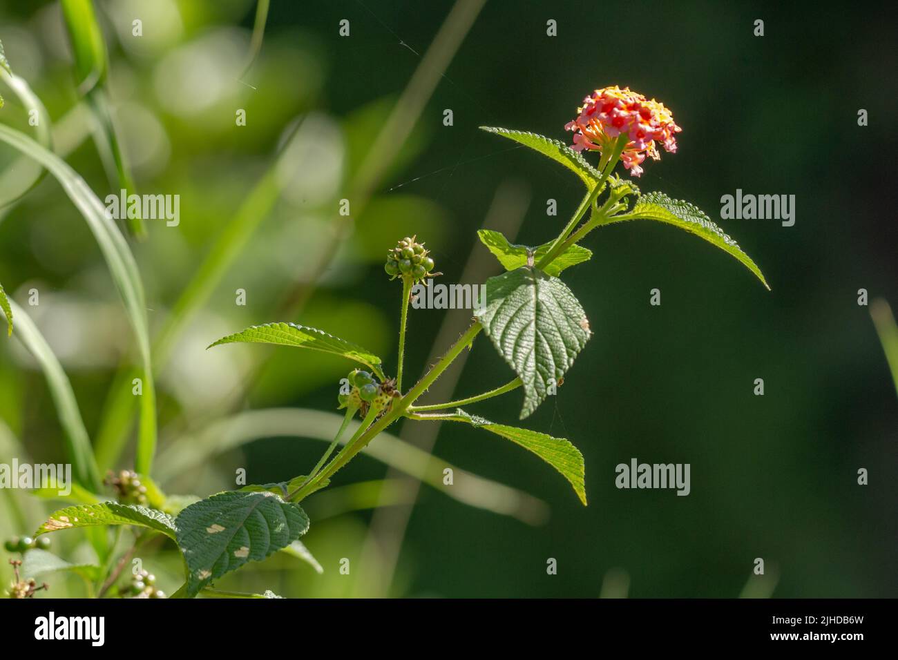 Flowers and leaves of the lantana camara plant, pink flower clusters ...