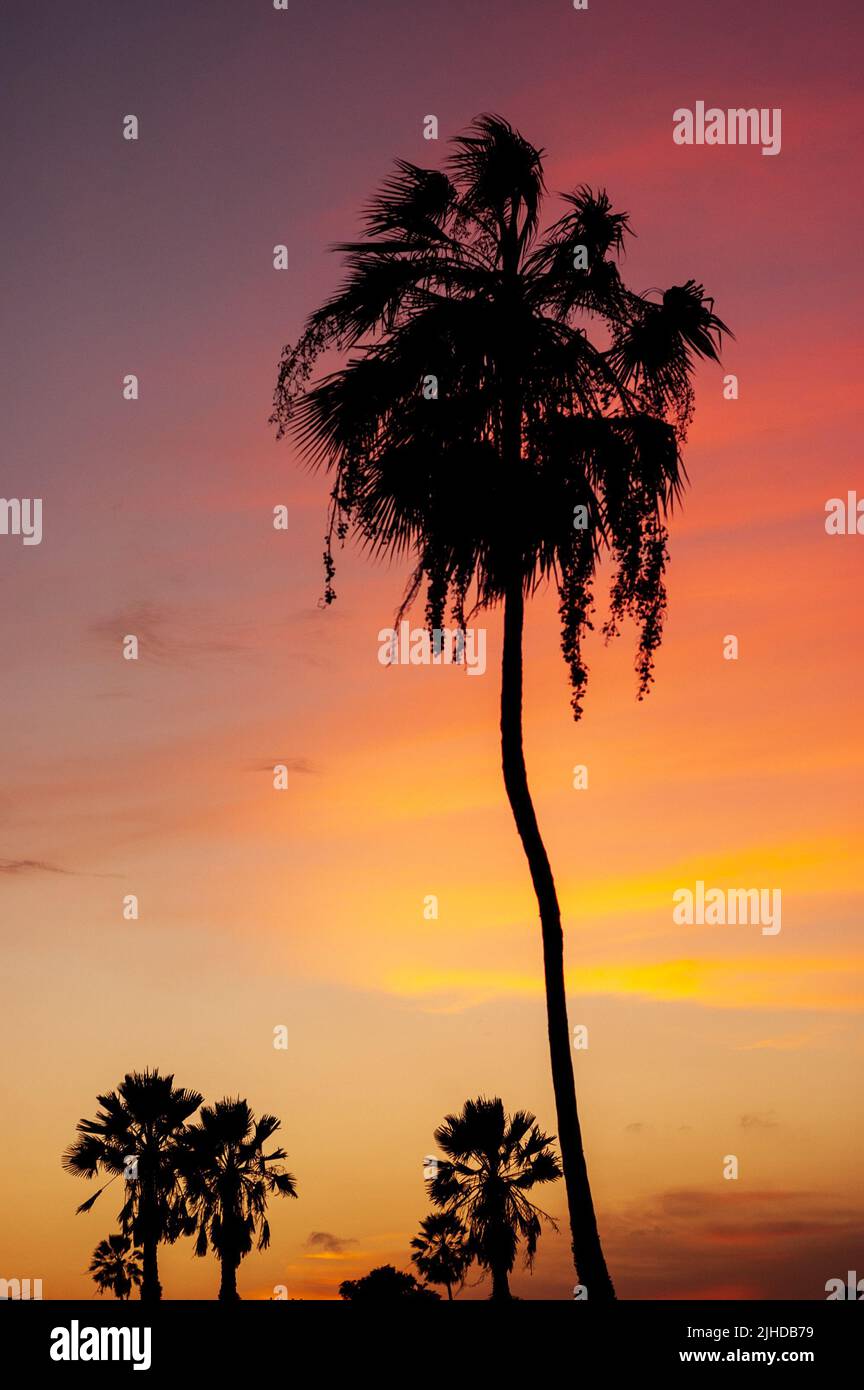 carnauba (copernicia prunifera) is a species of palm native to ...