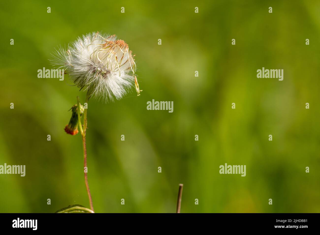 A collection of spherical redflower ragleaf flowers that are white when ...