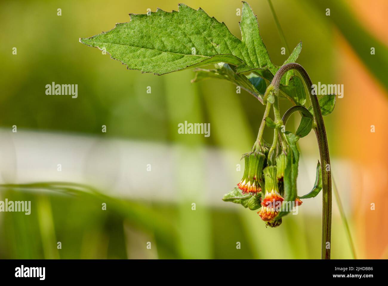 A collection of spherical redflower ragleaf flowers that are white when ...