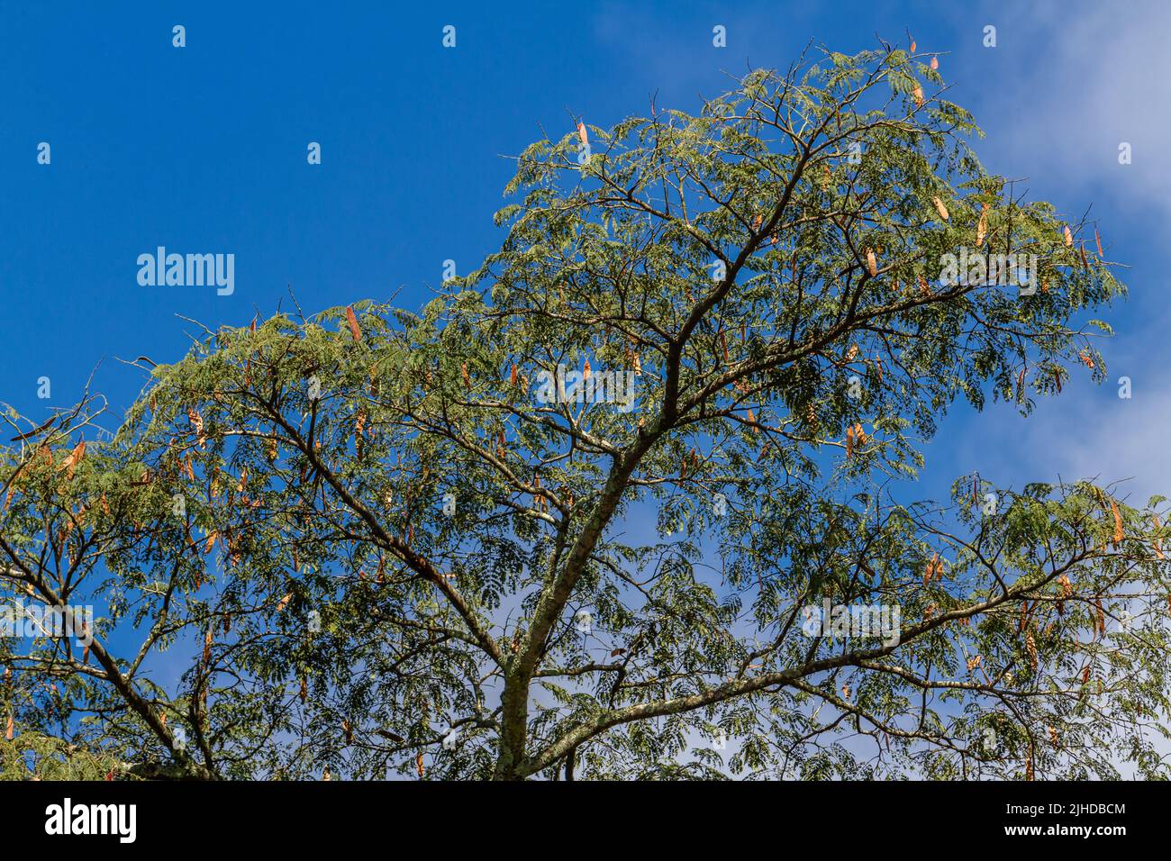 View of trees in tropical climate, isolated on blue sky and mountain ...
