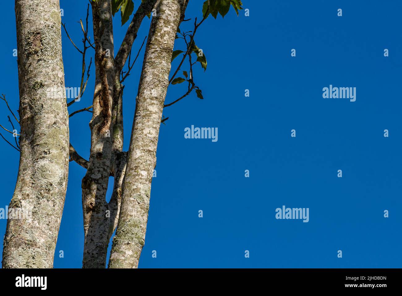 View of trees in tropical climate, isolated on blue sky and mountain ...
