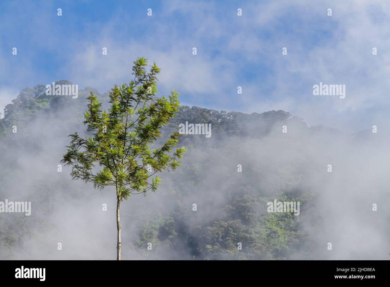 View of trees in tropical climate, isolated on blue sky and mountain ...
