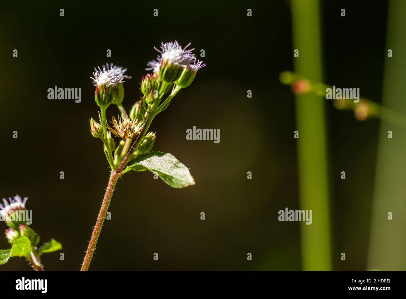 A tropical white weed flower that has green petals that wrap around a ...