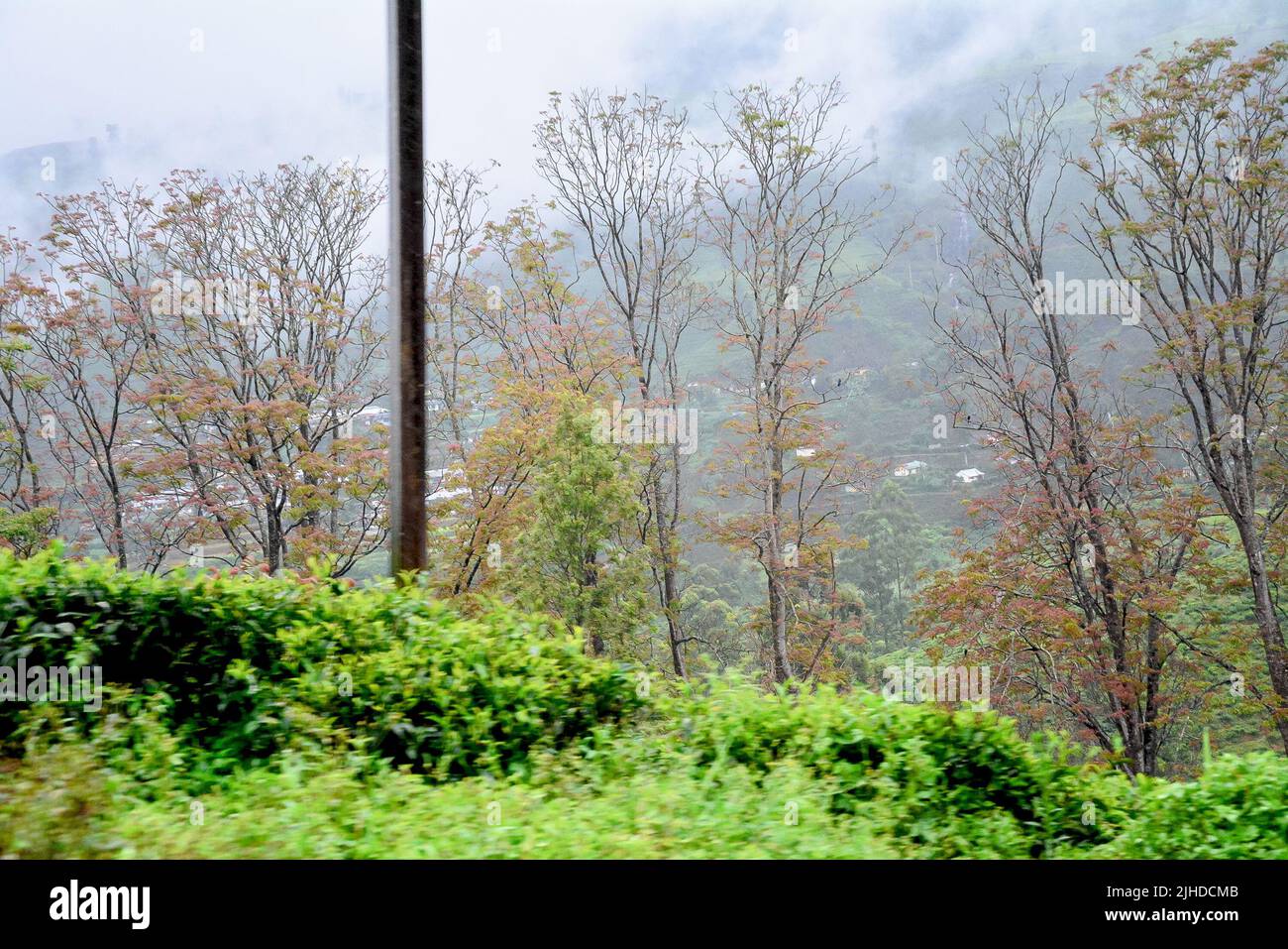 Forest area between Badulla and Colombo railway line Stock Photo - Alamy