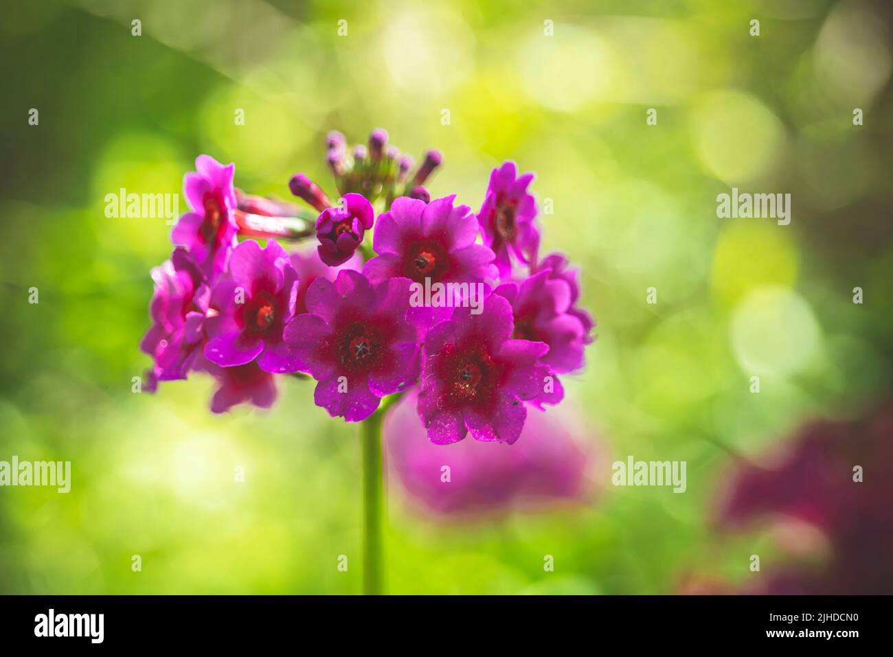 Selective focus. Close-up image of the beautiful Primula Alba, Japanese ...