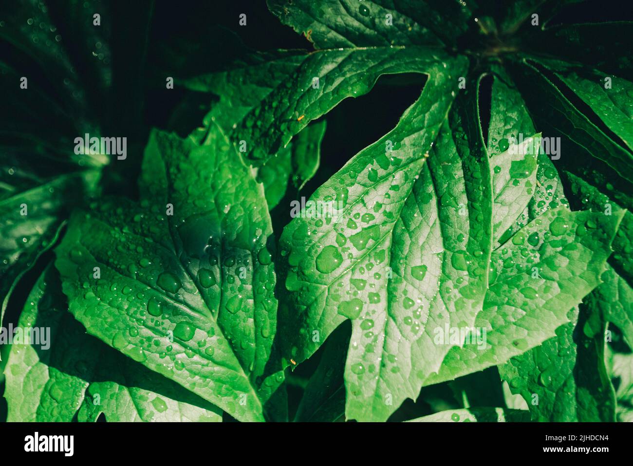 Leaves of Himalayan mayapple in garden. Sunny day Stock Photo - Alamy